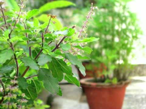 Holy Basil Leaves - Tulsi Leaves Latest Price, Manufacturers & Suppliers