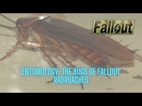 Steam Community :: Video :: The Bugs of Fallout - Wasteland Entomology ...