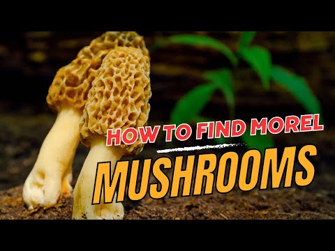 How To Find Morel Mushrooms