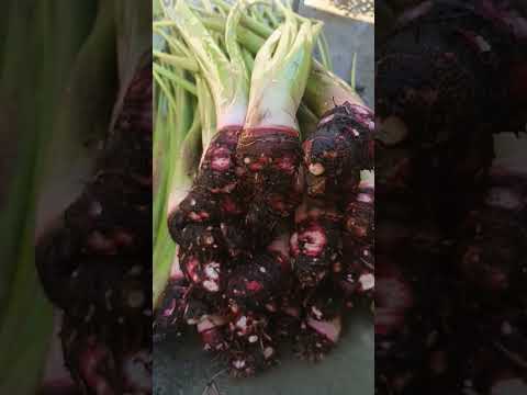 ABA IN ILOCANO (GABI IN TAGALOG||TARO IN ENGLISH