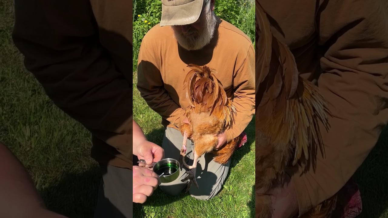 How To Quickly And Easily Remove Rooster Spurs!