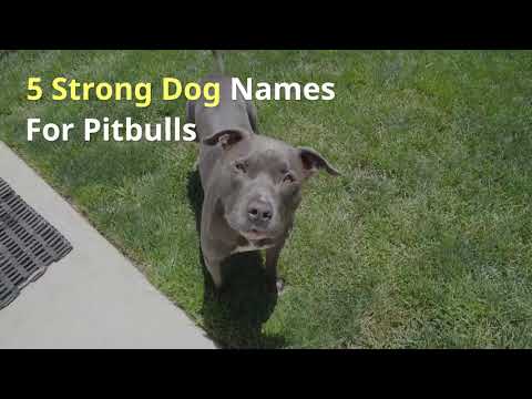 5 Strong Dog Names For Pitbulls