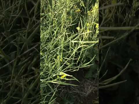 You want to see Canola plants?