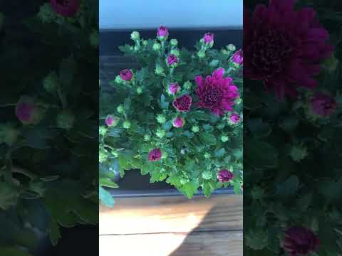New Hardy Flowering Perennial Plants for FALL Color