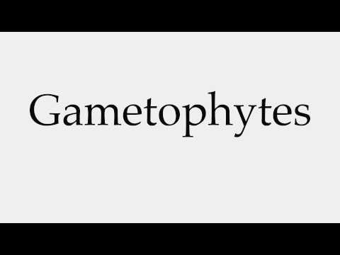 How to Pronounce Gametophytes