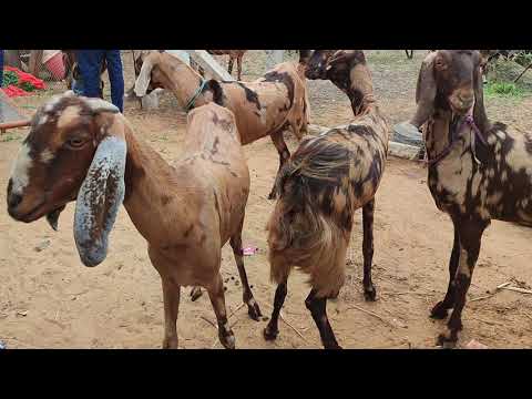 Sirohi Goats - Wholesale Price & Mandi Rate for Devgarhi Goat