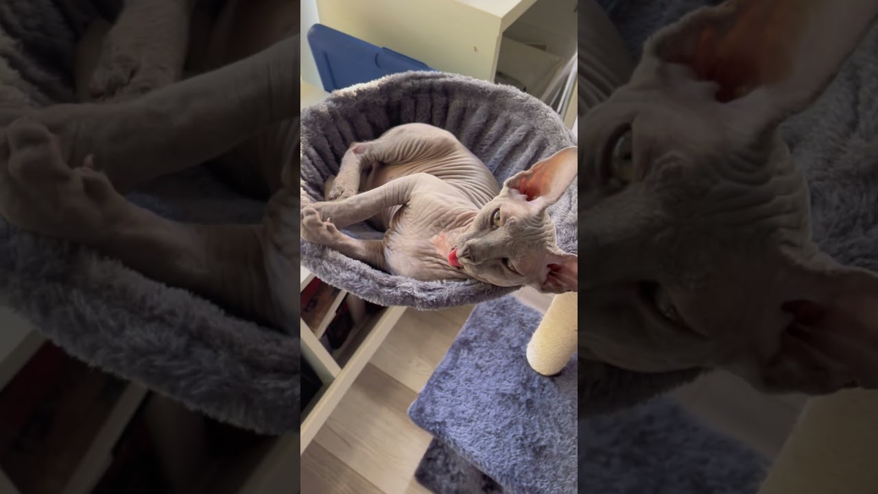 I like my alien #aliens #drone #ufo #drones #alien #cat