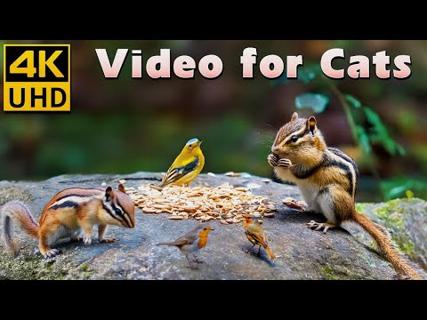 Bird Video for Cats to Watch: Beautiful Autumn Birds, Chipmunks and Active Squirrels 🐿️ 4K