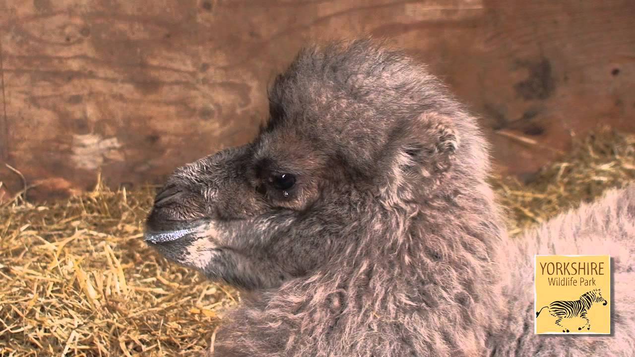 Baby Camel press clips short webQ