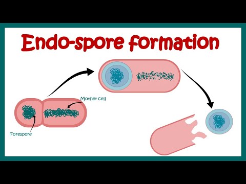 Endospore formation in bacteria | Structure of endospore | endospore forming pathogenic bacteria