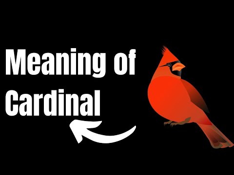 Meaning Of Cardinal | Definition of Cardinal and What Is Cardinal?