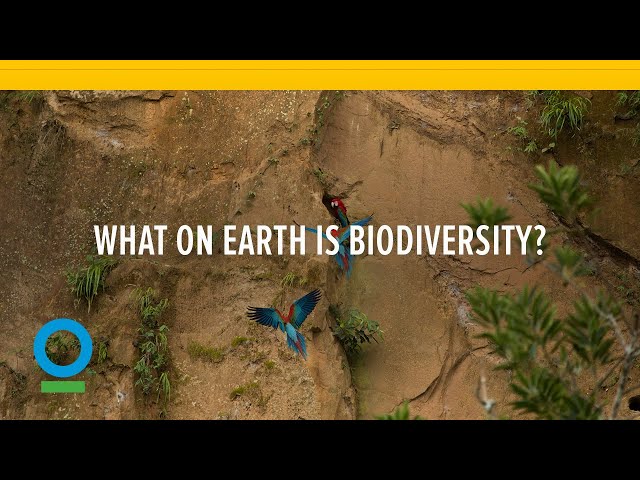 Understanding Biodiversity: Why It Matters for Our Survival | Galaxy.ai