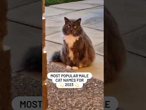Most popular male cat names for 2023 #cats #catlife #catlover