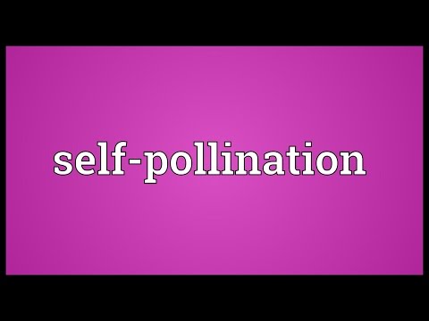 Self-pollination Meaning