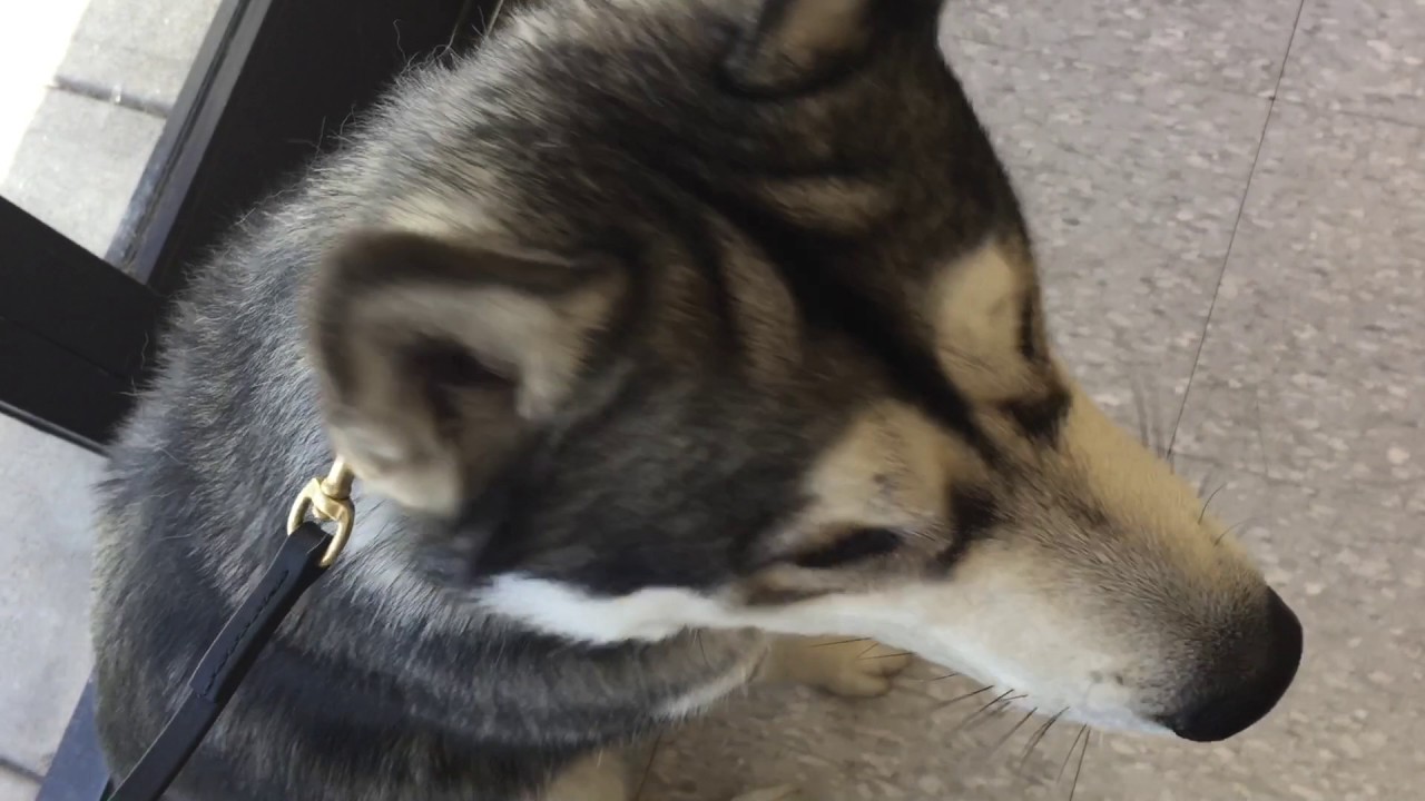 San Diego Dog Trainers | Intelligent K9 | 