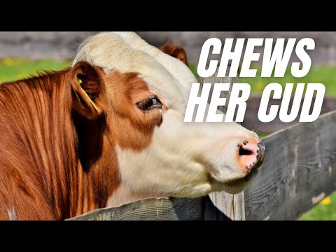 Chewed The Cud | Animal Calf Chews Her Cud | Kingdom Of Awais