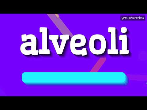 ALVEOLI - HOW TO PRONOUNCE IT!?