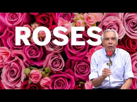 Dr. Joe Schwarcz: Maybe it's time to smell the roses