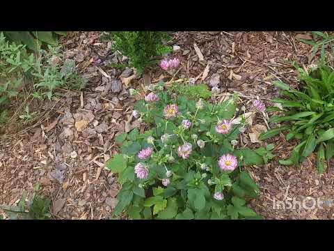 Plant Spotlight: Japanese Anemone. A beautiful late bloomer that will melt your heart. GA/zone 8a.