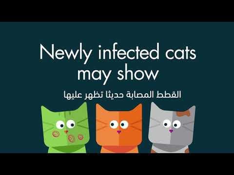 FeLV Disease