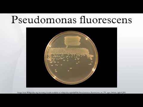 Pseudomonas Fluorescens - Bacillus fluorescens liquefaciens Latest ...