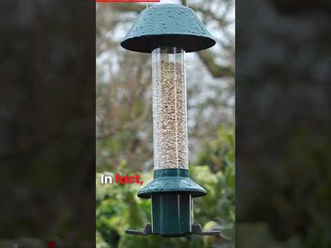This bird feeder stops squirrels feeding. #birdfeeder #birdfeeding #birdlovers #birdie #songbirds