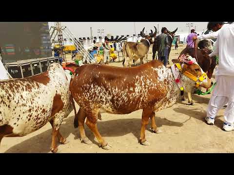 lohani cow and bell