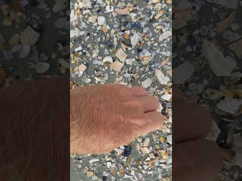 Hunting for Carolina cream colored shark teeth and found a beautiful tiger shark tooth. Enjoy!