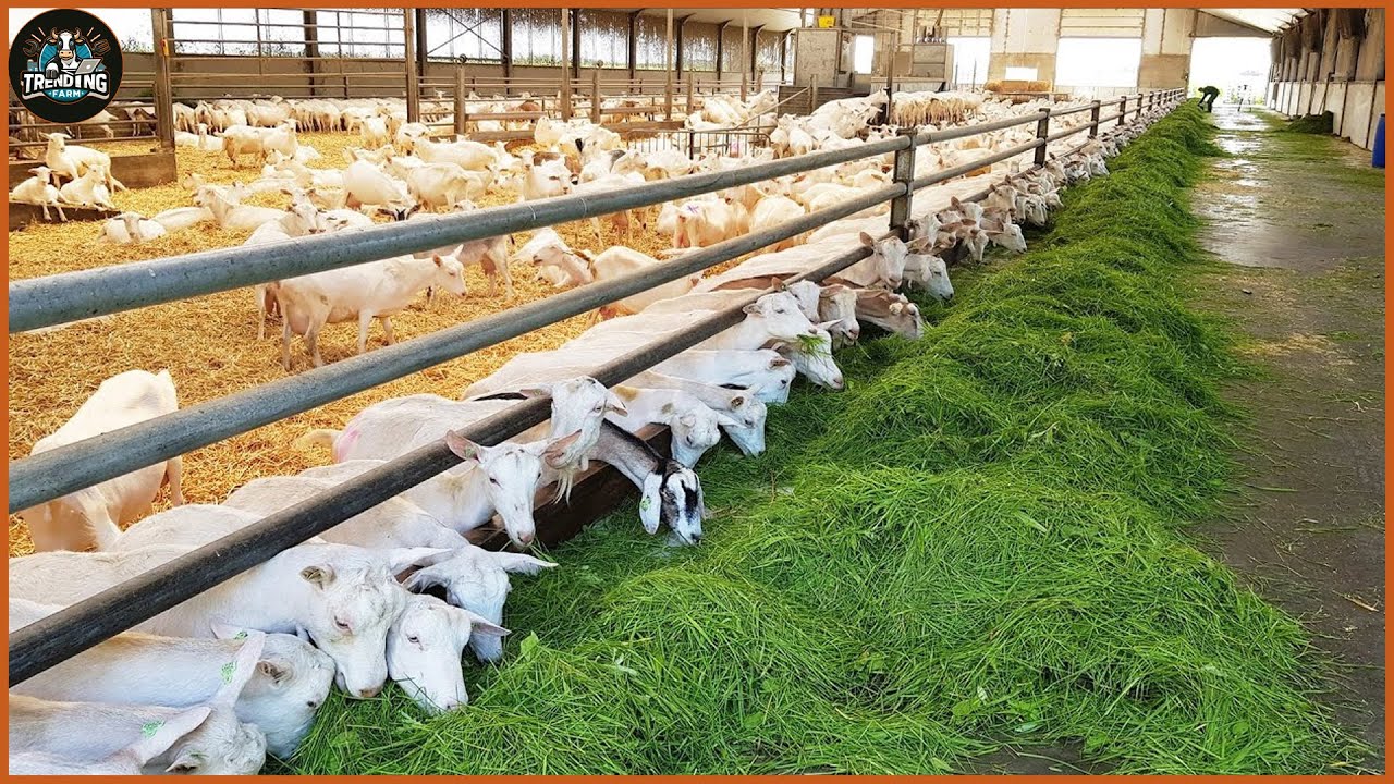 How Farmers Raise Goats To Produce More Milk - The Most Modern Goat Milking Factory