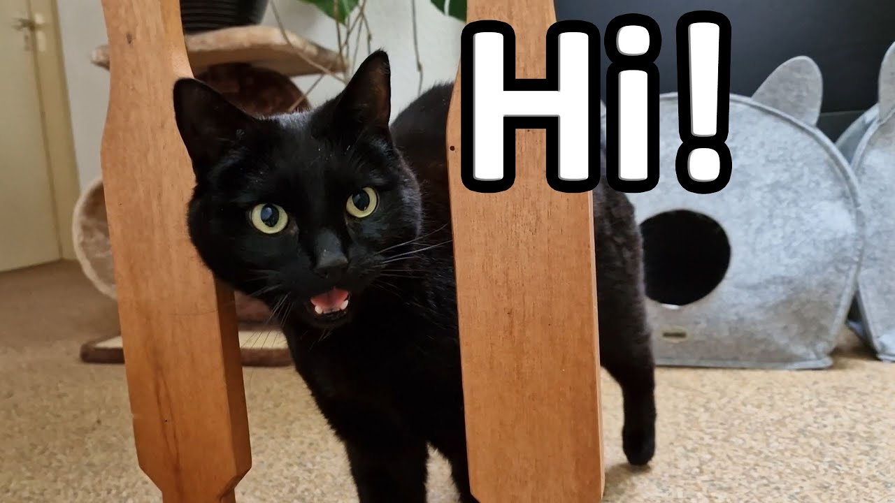 Black Cat greets with MANY meows