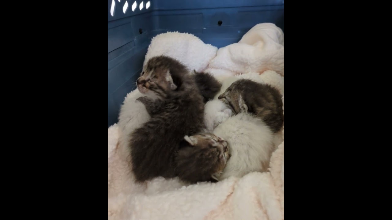 How many kittens in pile?