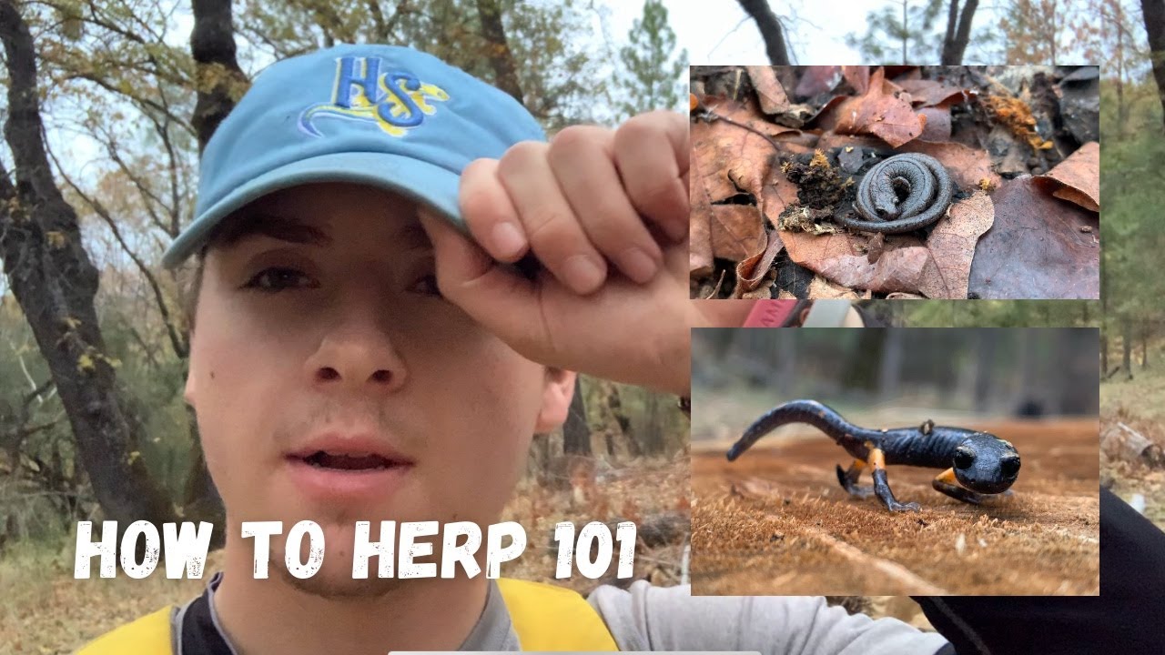 How to Herp 101