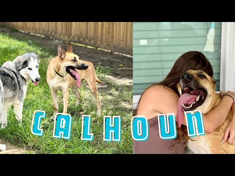 Dog for adoption - Calhoun English, a German Shepherd Dog Mix in ...