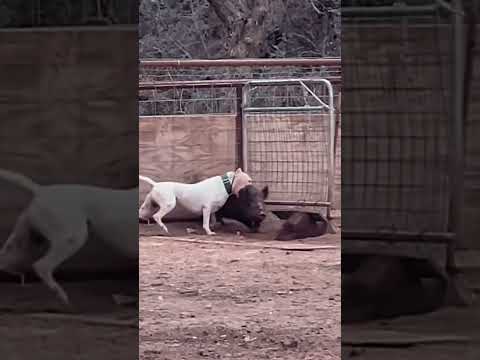 Dogo Argentino #dogoargentino #dog #doglover #hunting #huntingjajan #wildlife