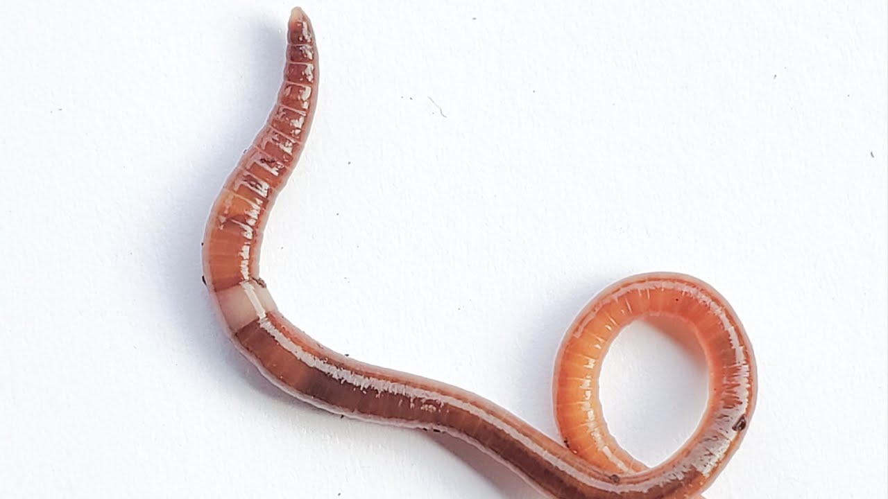 Upworm