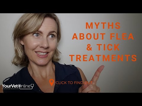 Flea & Tick Products Kill - What You Need To Know