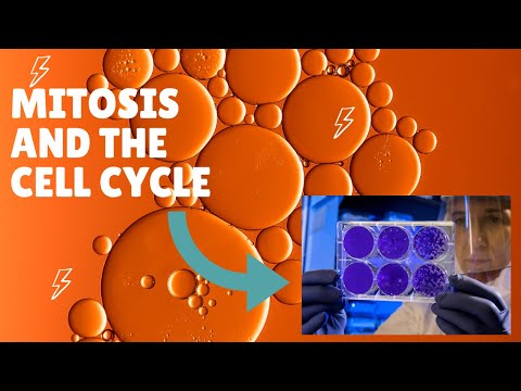 Mitosis and the Cell Cycle - For Kids!