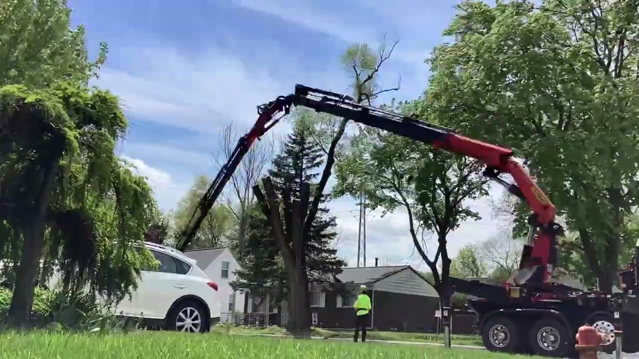 Royal Oak Tree Felling Timelapse