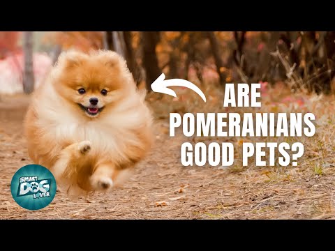 12 Things Only Pomeranian Dog Owners Understand