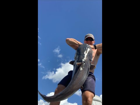 Catfish 101, Part 1, Catfish Species Overview