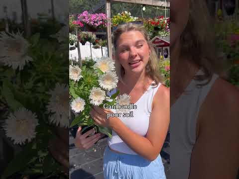 🌸 this flower is a MUST for your fall garden displays