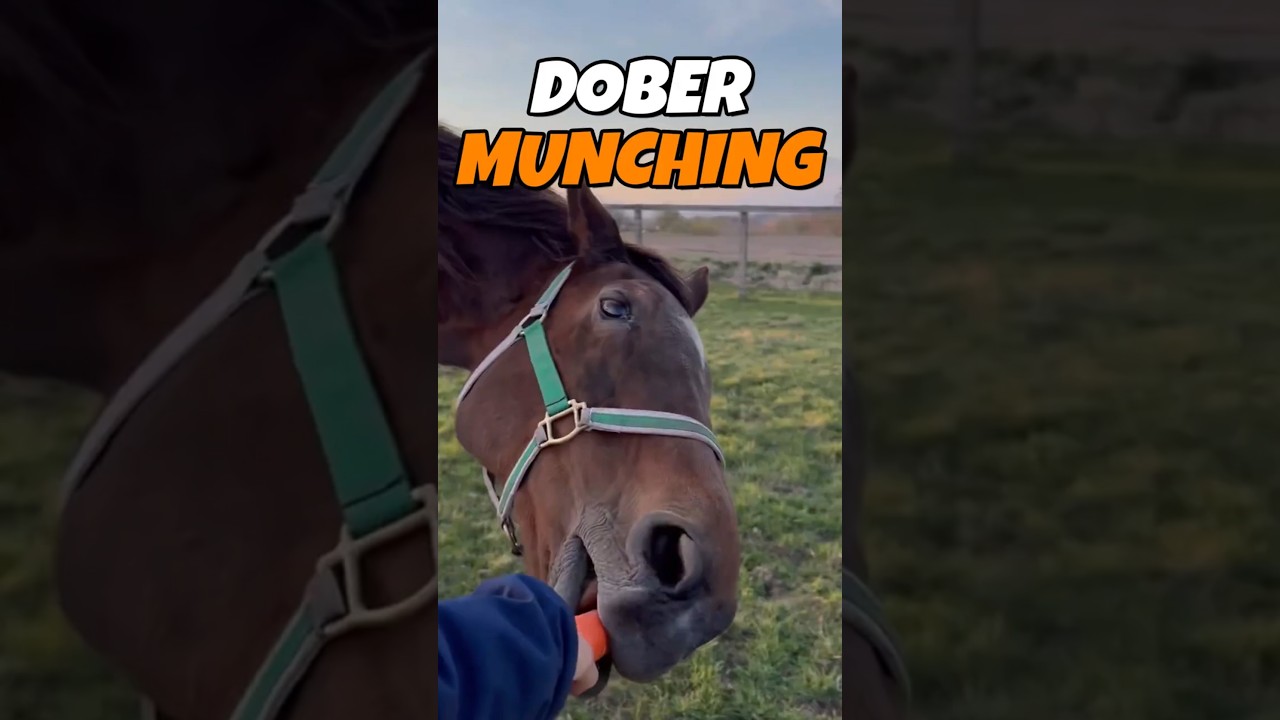 Mejiro Dober is Doing Great