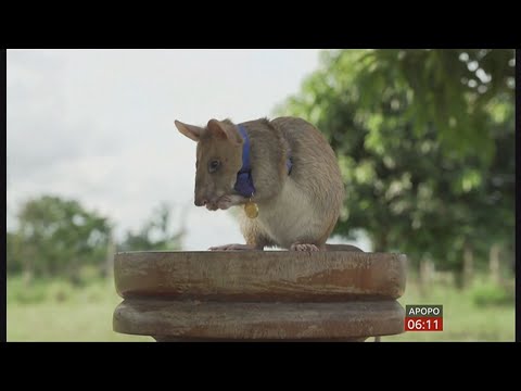 African pouched rat earns gold medal for sniffing out land mines (Cambodia) BBC - 25 September 2020