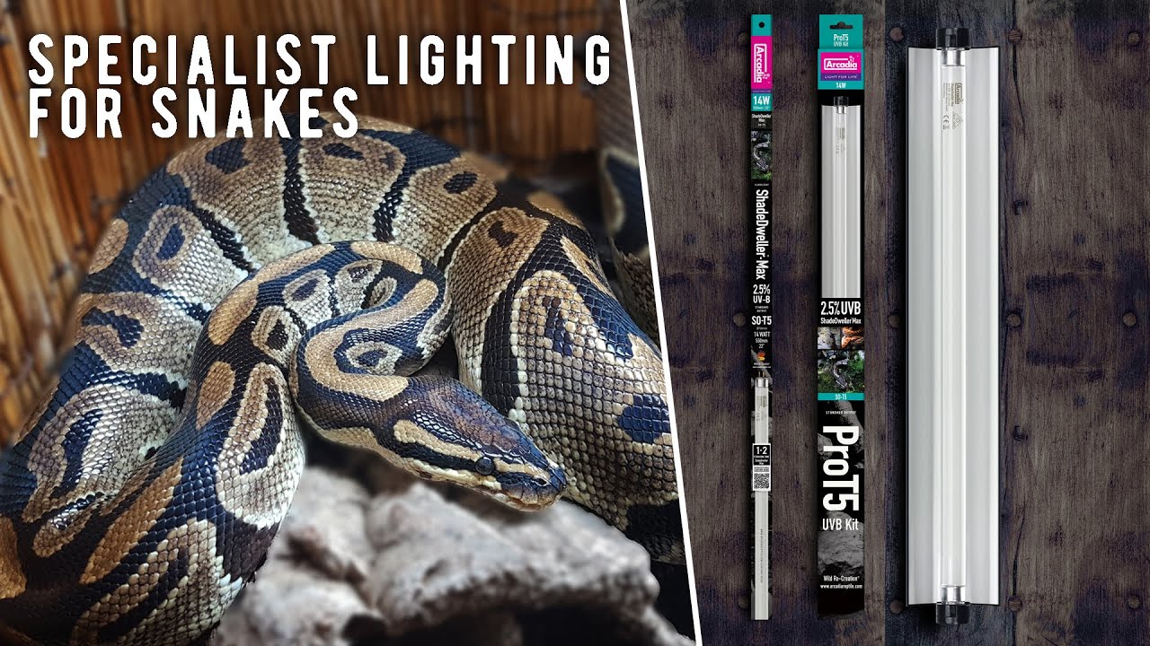 ShadeDweller-Max, At Long Last a UV-B Lamp Designed for Snakes!!