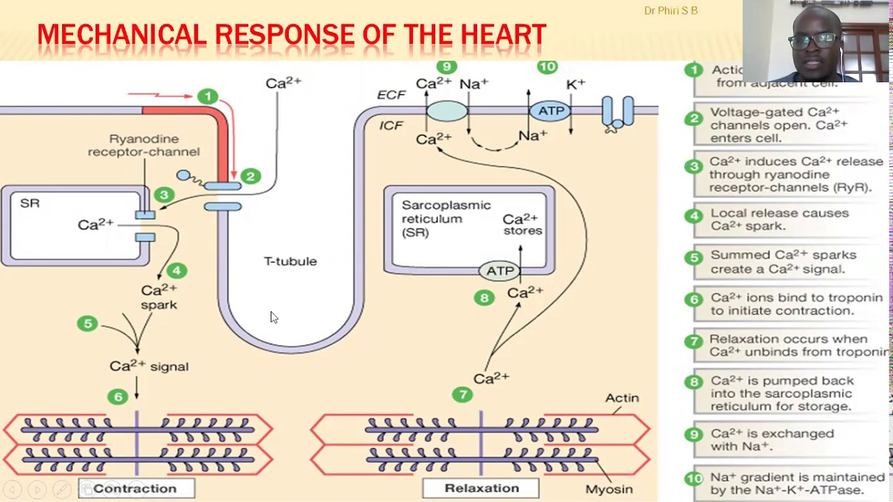4  Circulatory system lecture 4 Video