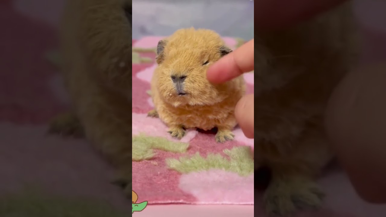 CAPIBARAS vs CONEJITOS!!!