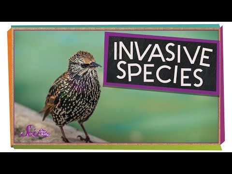 Invading Birds!