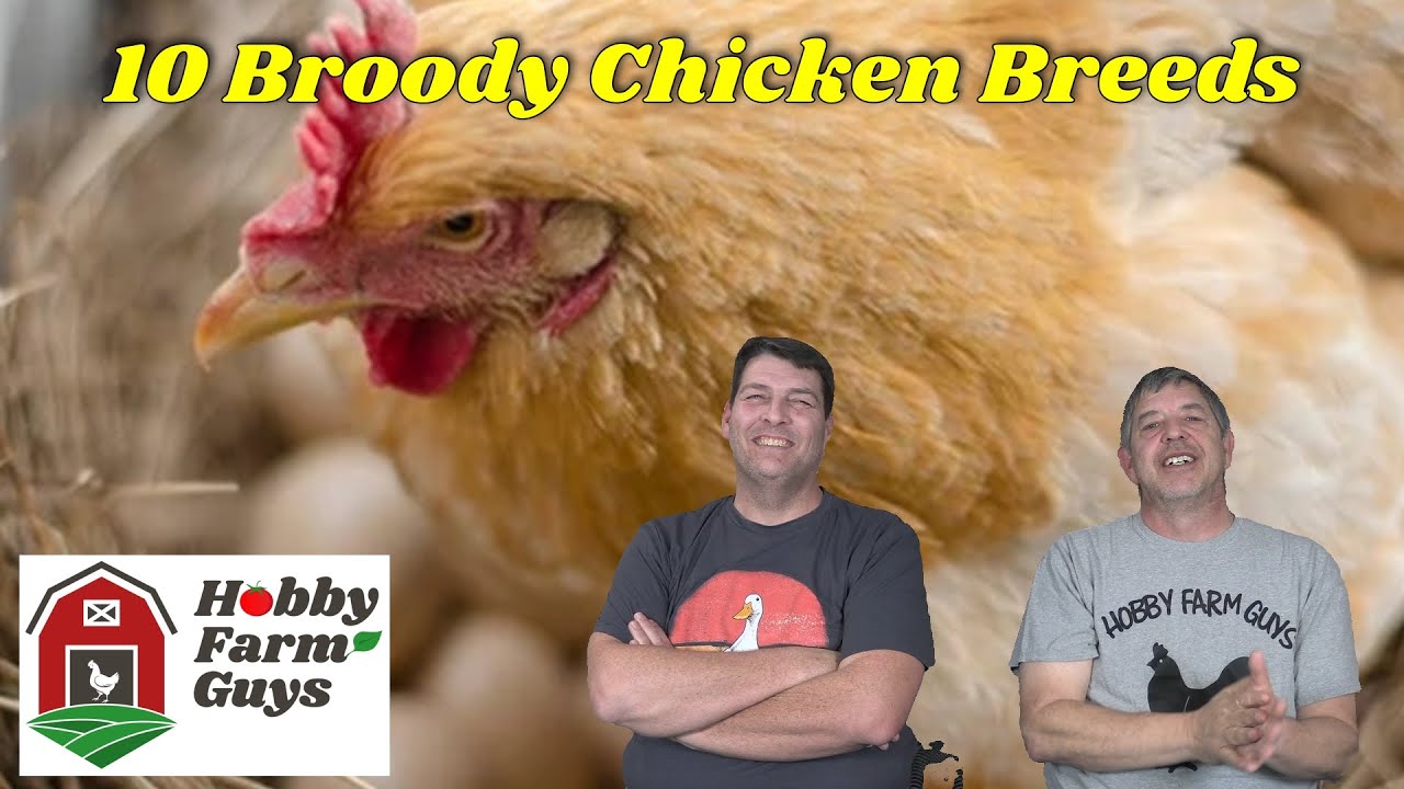 10 Broody Chicken Breeds & What That Means for You [Classic HFG]