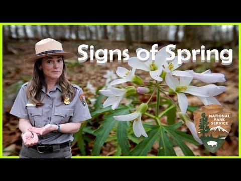 Signs of Spring at Catoctin Mountain Park | National Park Service