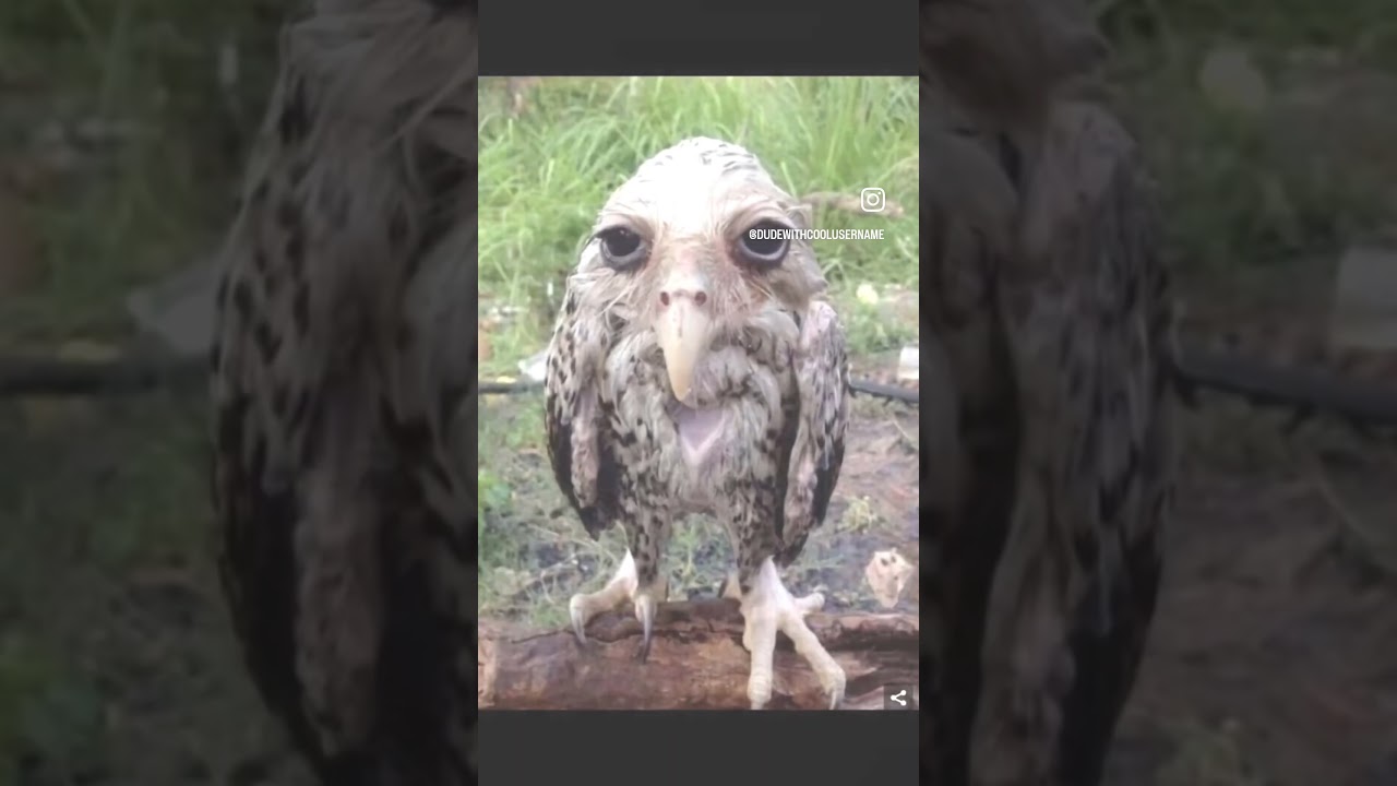#sad #owl #funny #memes #laughable #joke #deppressing